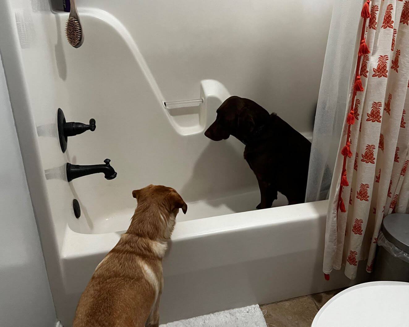 15 Hilarious Pictures Of Labrador Retrievers With Weird Actions ...