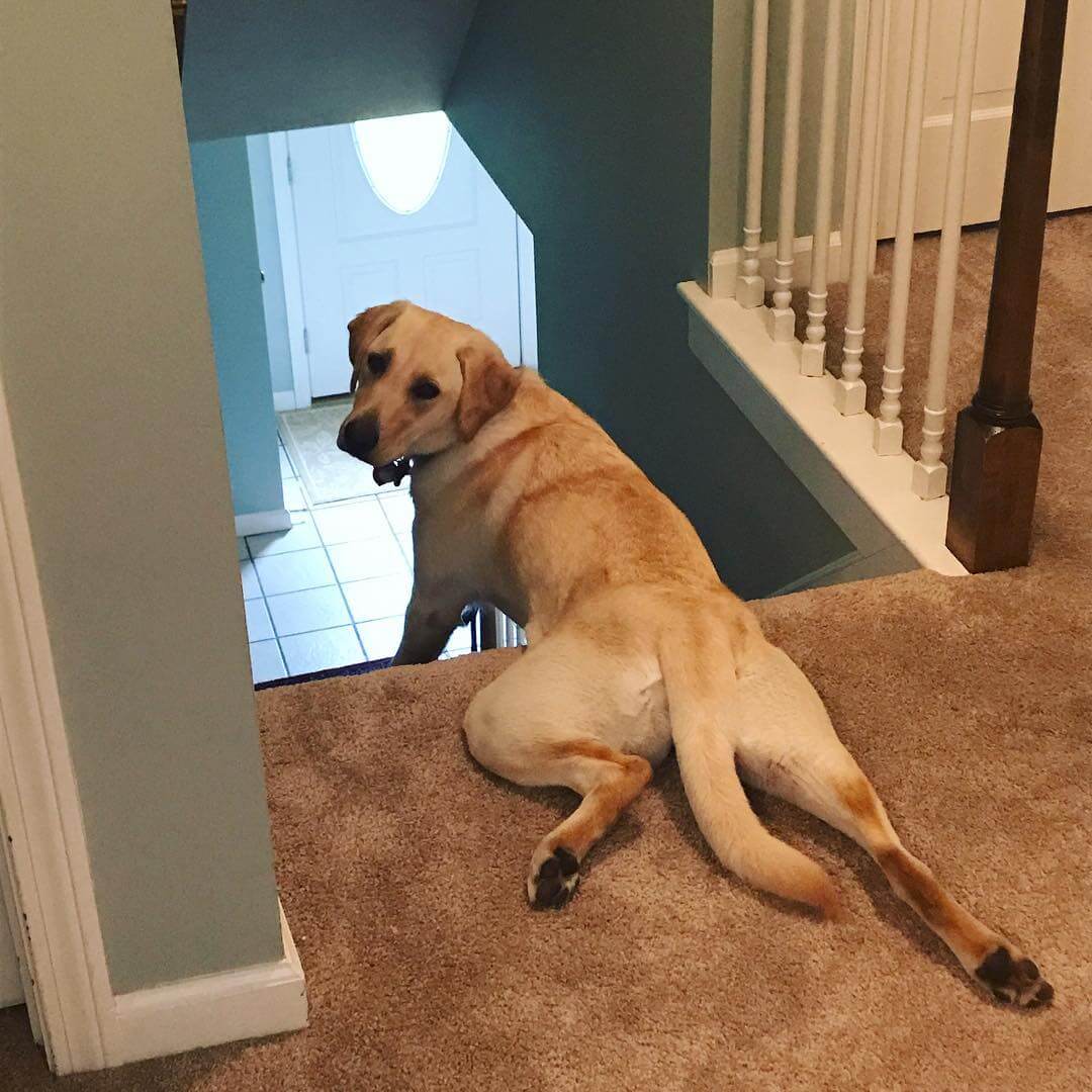 15 Hilarious Pictures Of Labrador Retrievers With Weird Actions ...