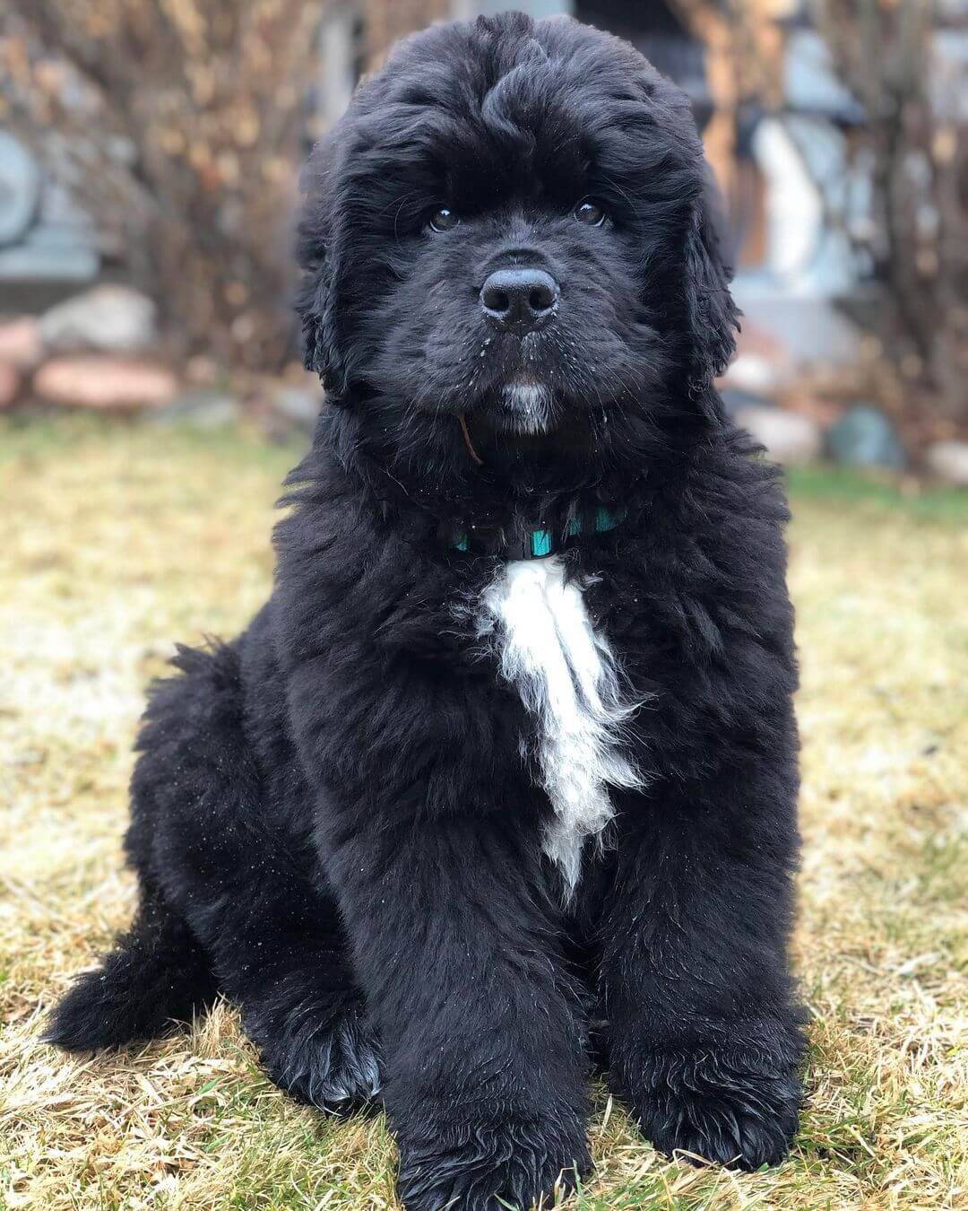 15 Photos Of Newfoundland Puppies That Will Make You Fall In Love ...