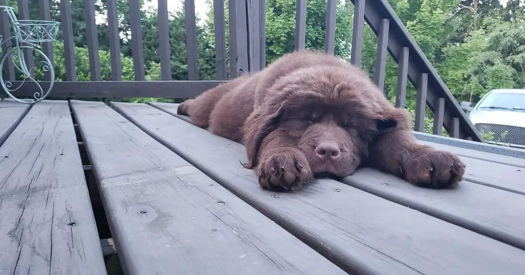 15 Photos Of Newfoundland Puppies That Will Make You Fall In Love ...