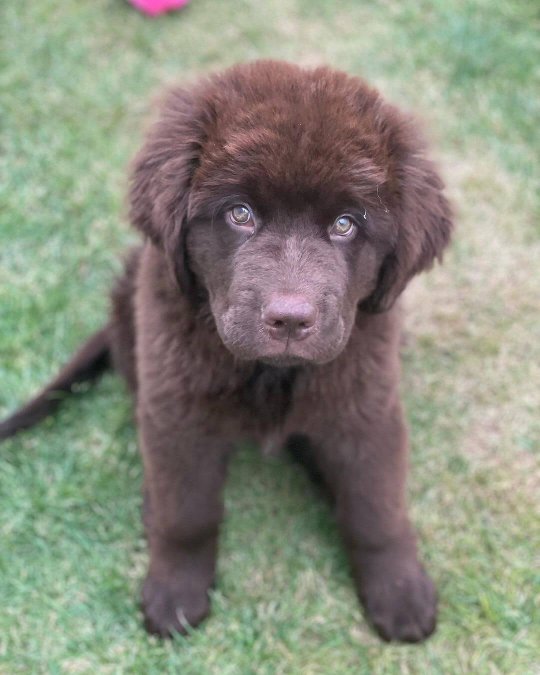 15 Photos Of Newfoundland Puppies That Will Make You Fall In Love ...