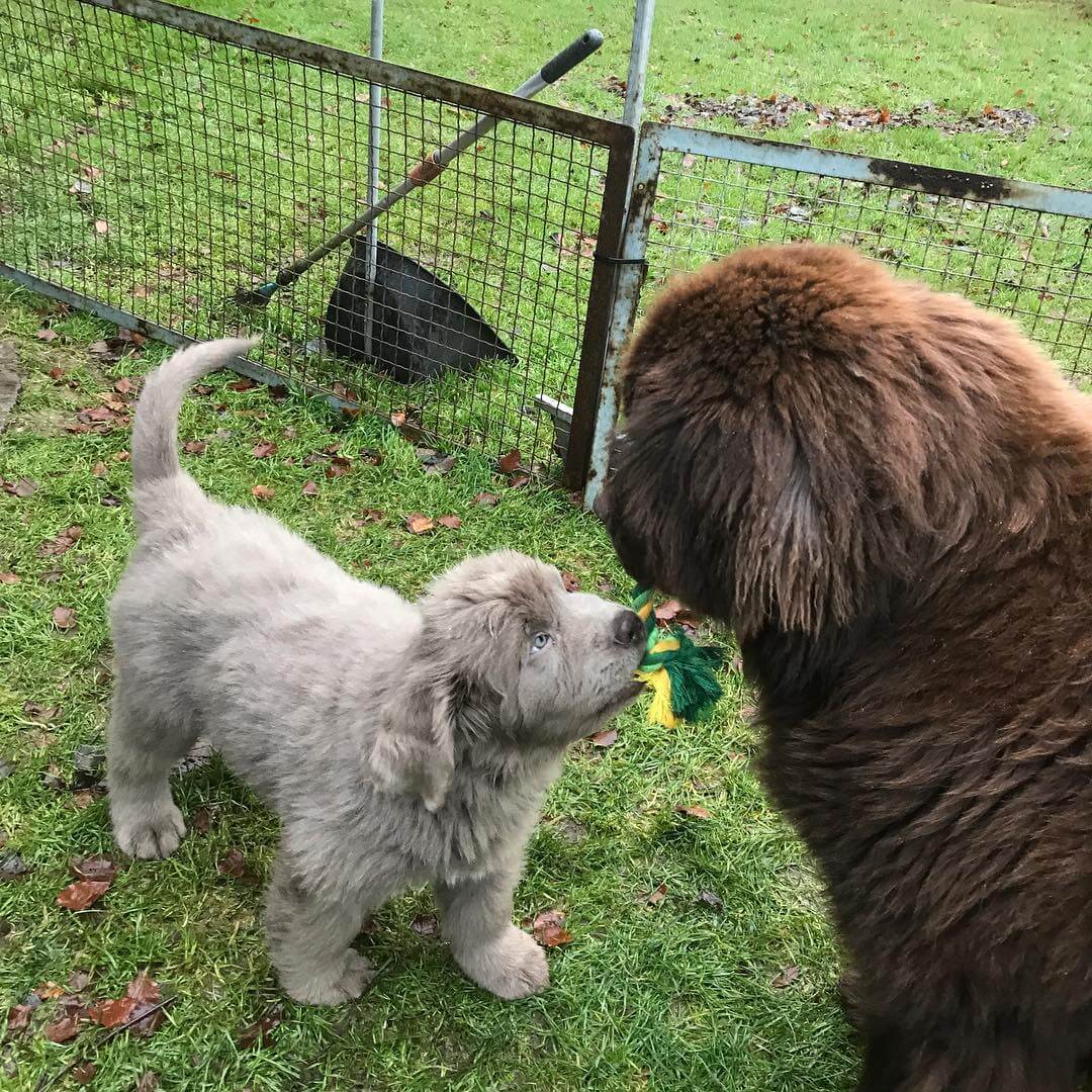 15 Photos Of Newfoundland Puppies That Will Make You Fall In Love ...
