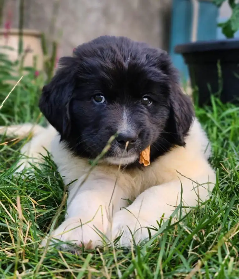 15 Photos Of Newfoundland Puppies That Will Make You Fall In Love ...