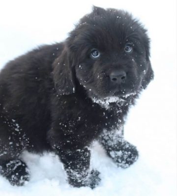 15 Photos Of Newfoundland Puppies That Will Make You Fall In Love ...
