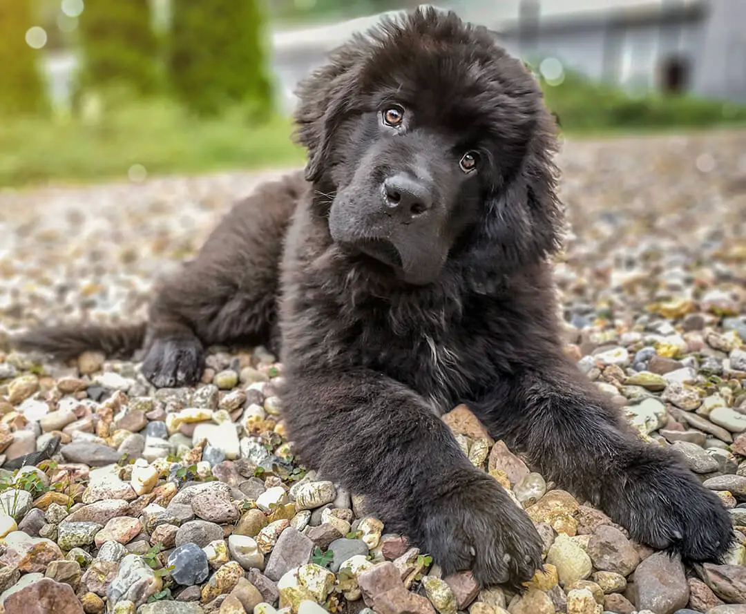 15 Photos Of Newfoundland Puppies That Will Make You Fall In Love ...