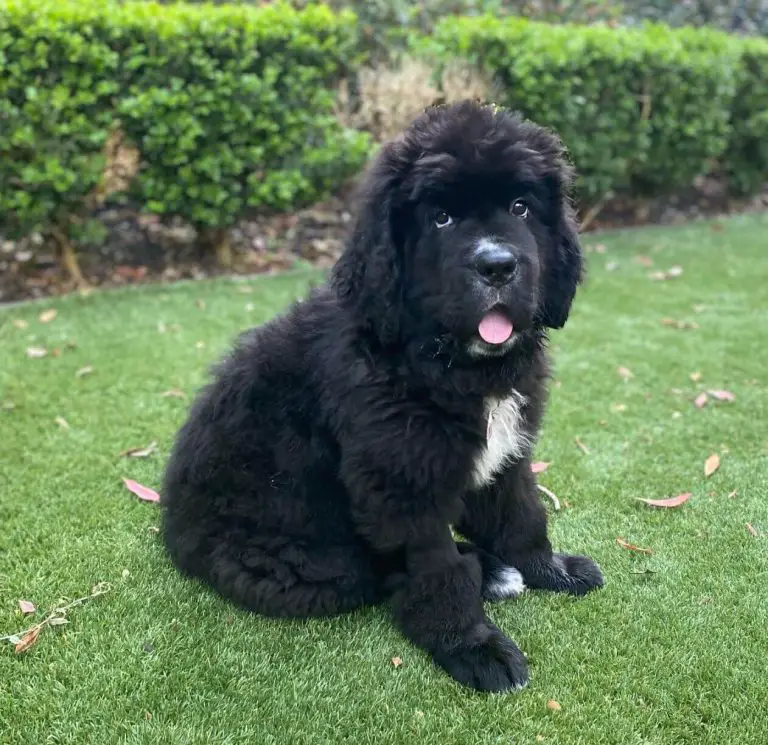 15 Photos Of Newfoundland Puppies That Will Make You Fall In Love ...
