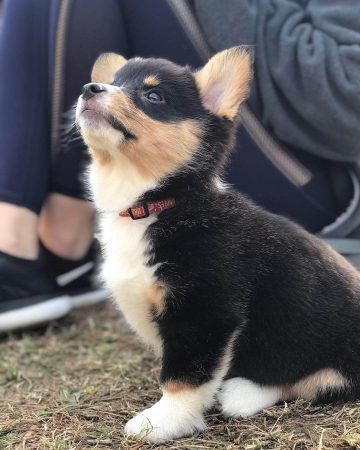 15 Photos Of Pembroke Welsh Corgi Puppies With Pure Beauty ...