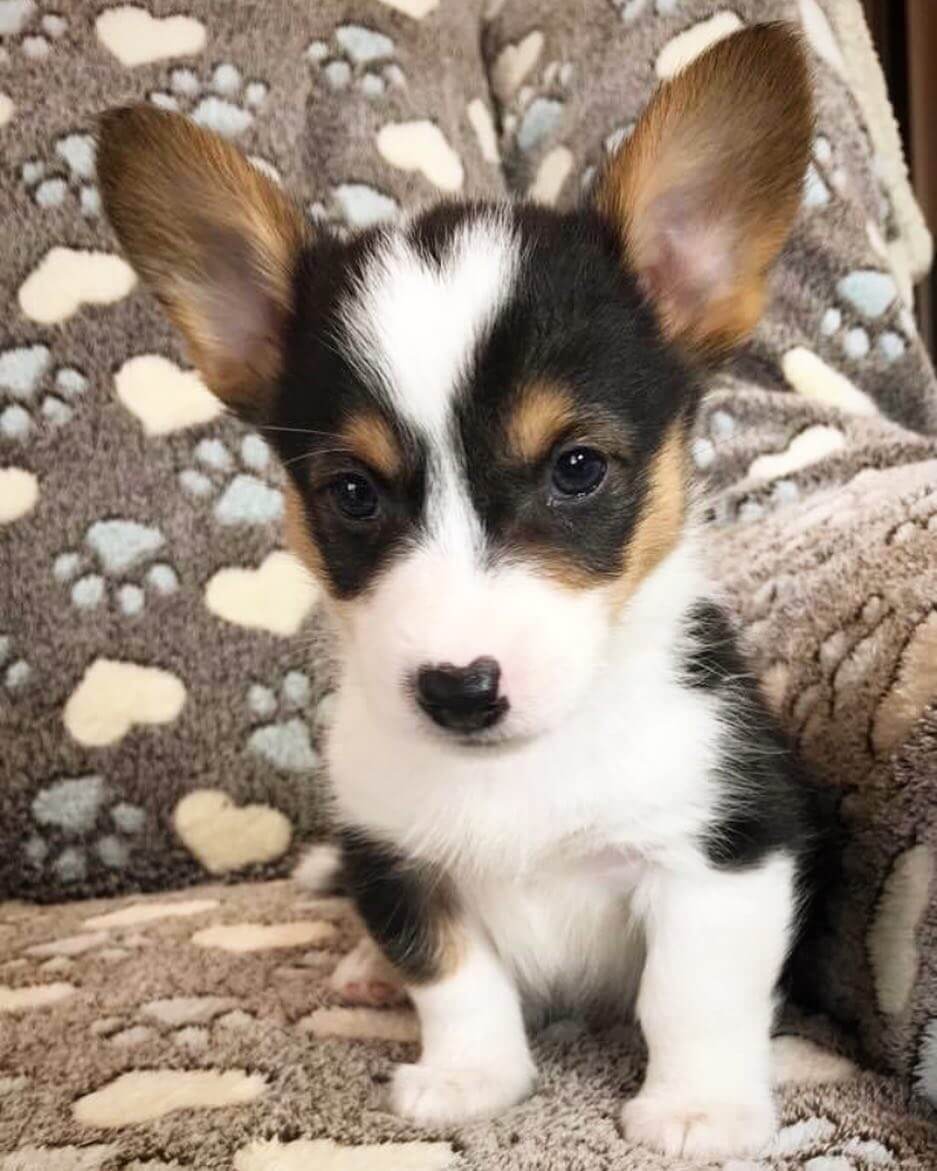 15 Photos Of Pembroke Welsh Corgi Puppies With Pure Beauty ...