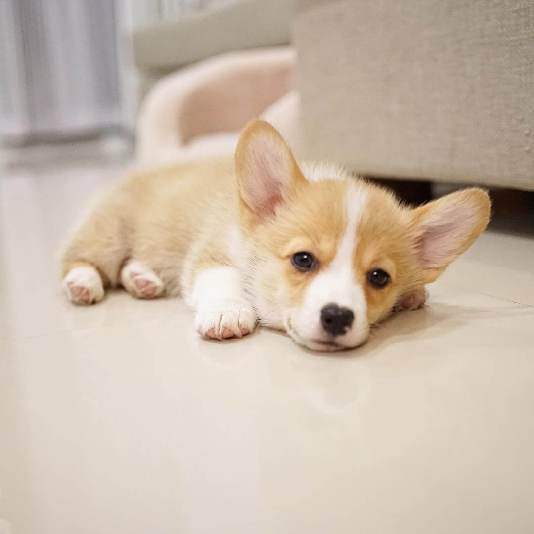 15 Photos Of Pembroke Welsh Corgi Puppies With Pure Beauty ...