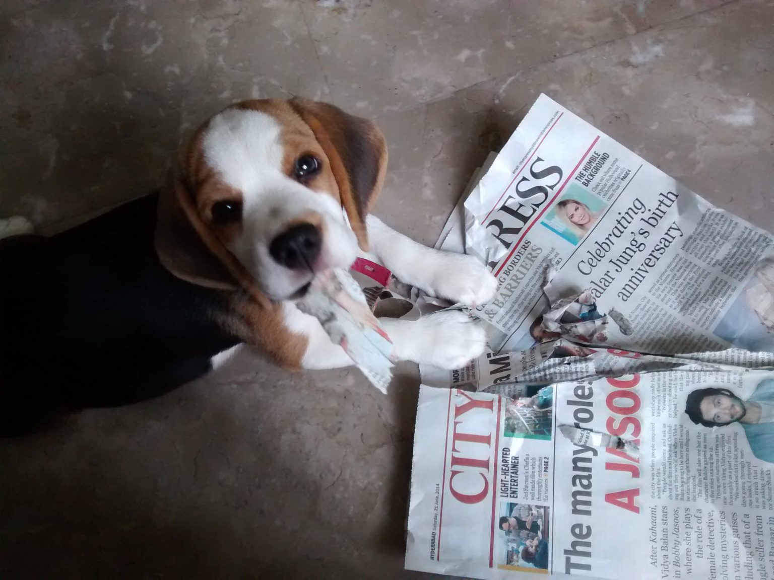 15 Hilarious Photos Of Adorable Puppies With Great Destructive Power ...