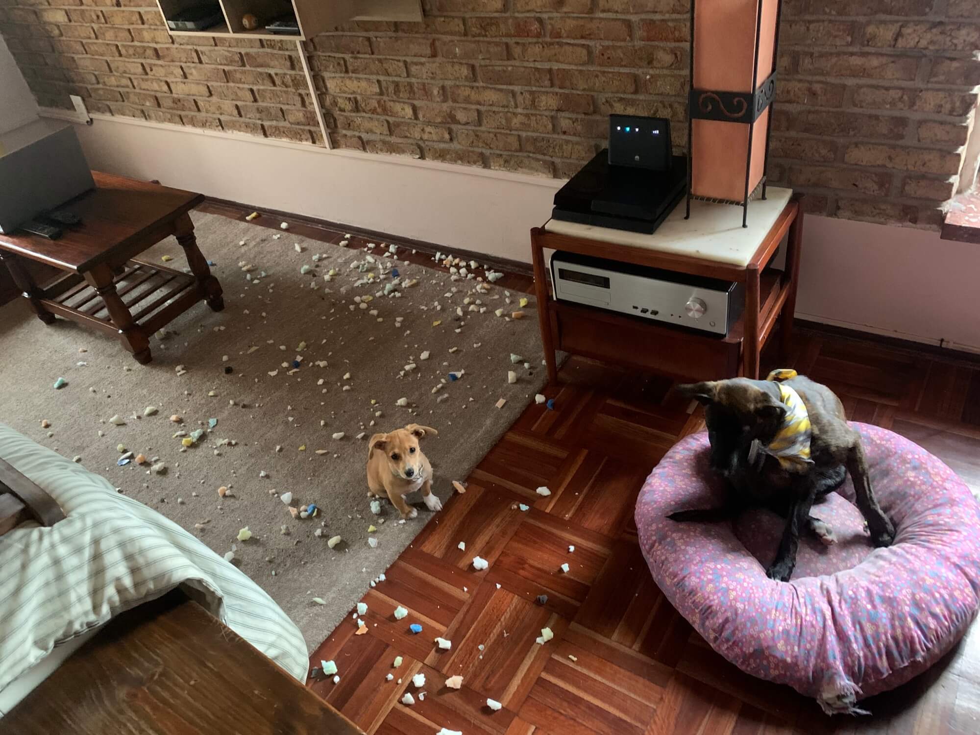 15 Hilarious Photos Of Adorable Puppies With Great Destructive Power ...