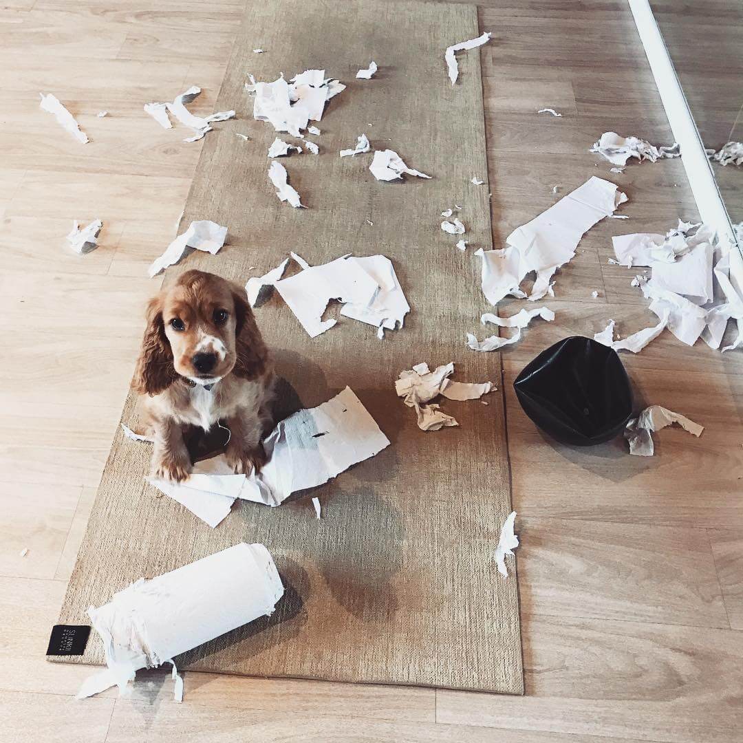 15 Hilarious Photos Of Adorable Puppies With Great Destructive Power ...