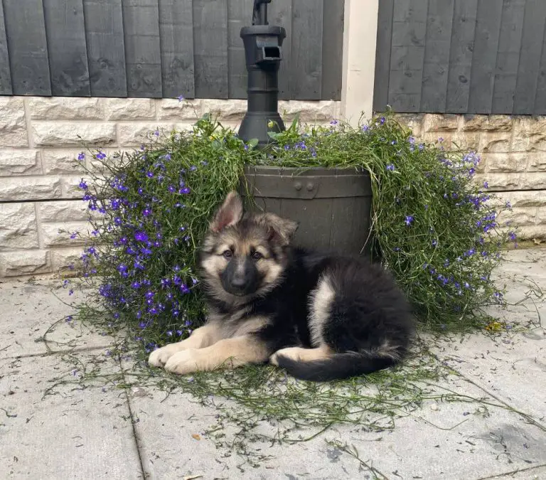 15 Hilarious Photos Of Adorable Puppies With Great Destructive Power ...