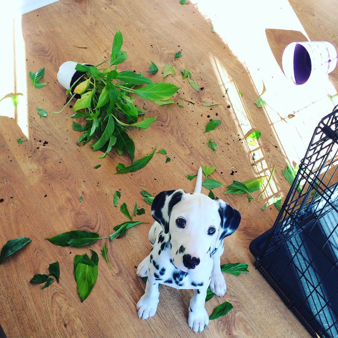 15 Hilarious Photos Of Adorable Puppies With Great Destructive Power ...