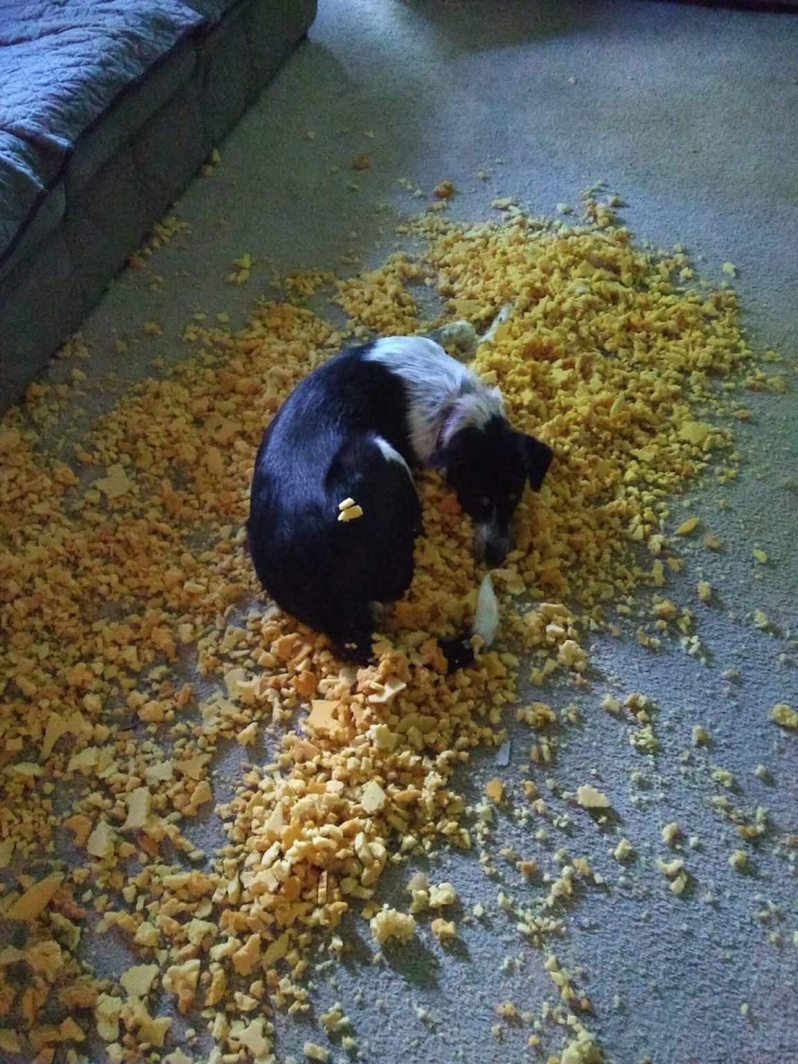 15 Hilarious Photos Of Adorable Puppies With Great Destructive Power ...