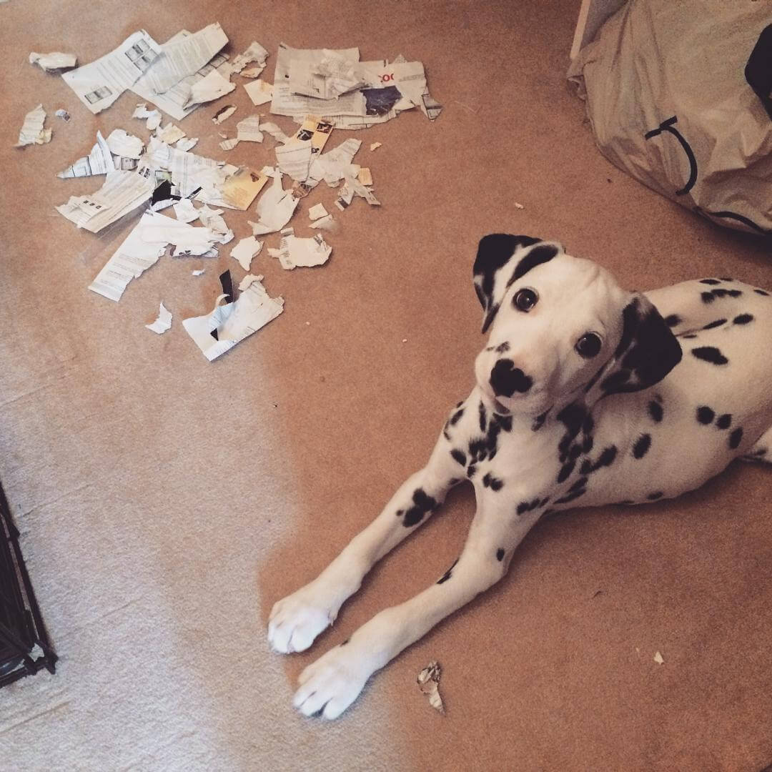 15 Hilarious Photos Of Adorable Puppies With Great Destructive Power ...