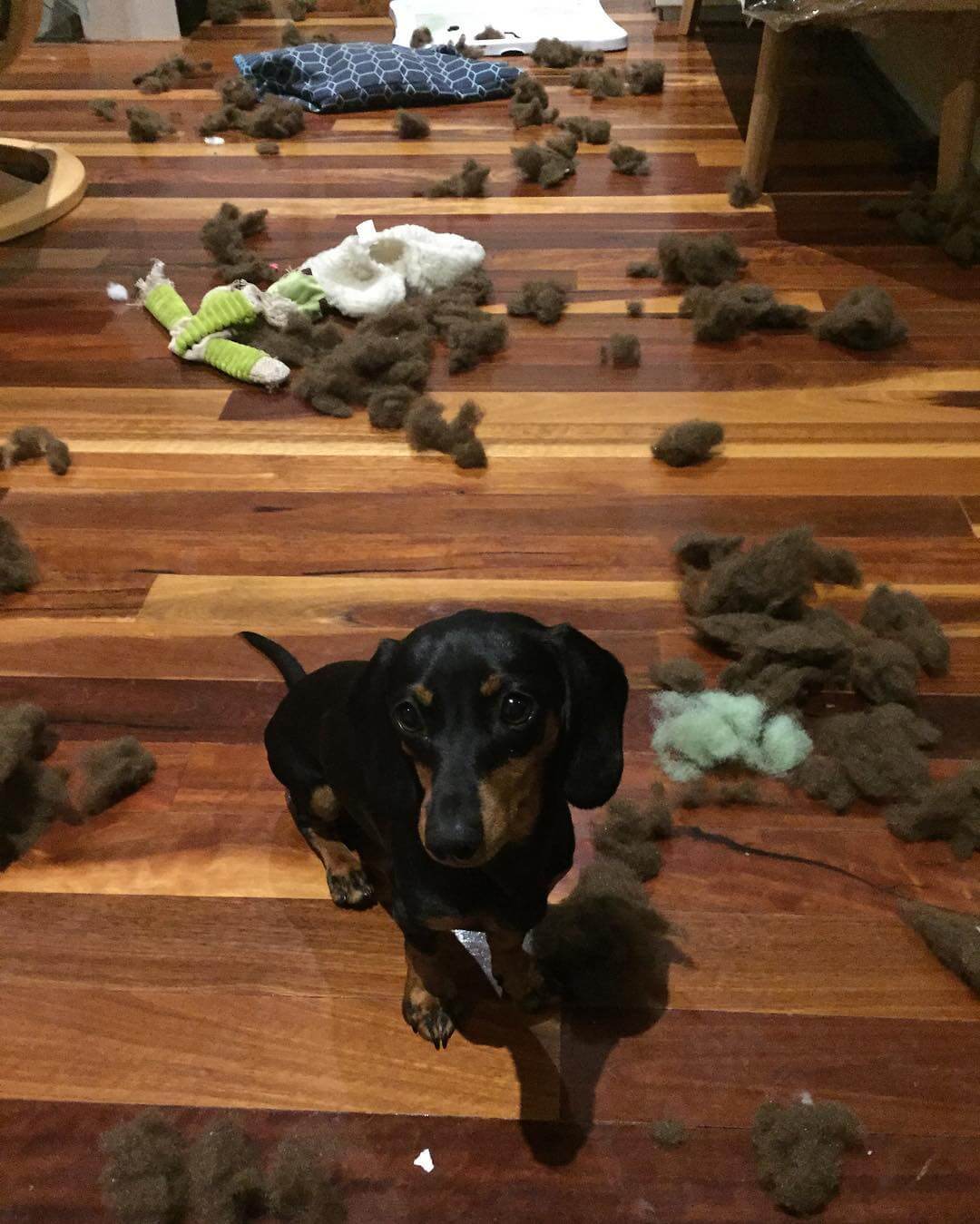 15 Hilarious Photos Of Adorable Puppies With Great Destructive Power ...