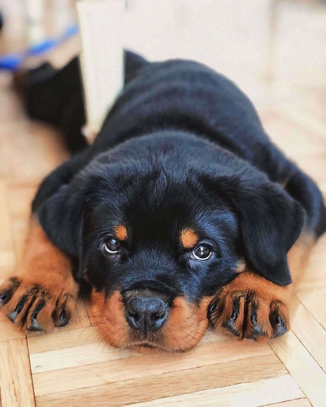 15 Photos Of Adorable Rottweiler Puppies That Make Everyone's Heart ...