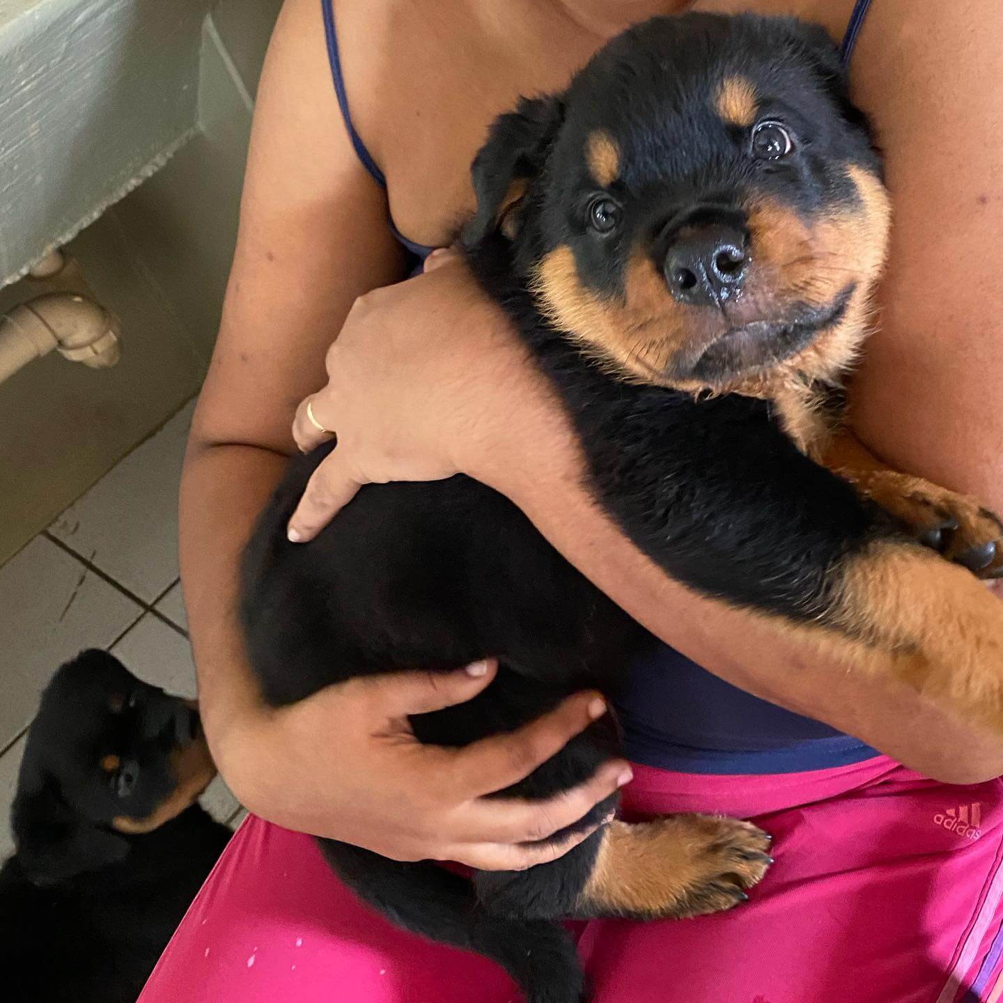 15 Photos Of Adorable Rottweiler Puppies That Make Everyone's Heart ...