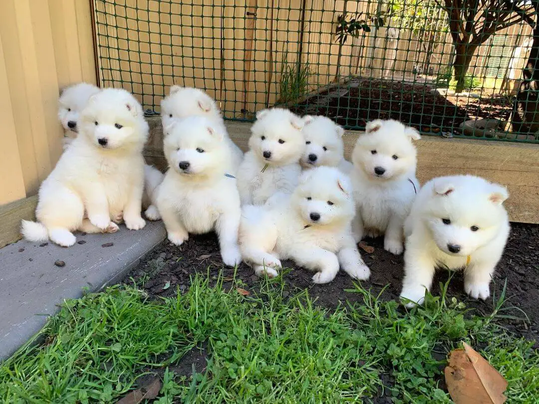 15 Adorable Photos Of Samoyed Puppies With Pure Beauty - ilovedogscute.com
