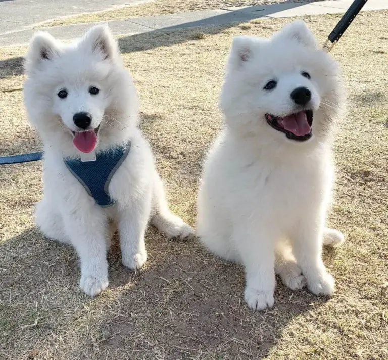 15 Adorable Photos Of Samoyed Puppies With Pure Beauty - ilovedogscute.com