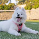 15 Adorable Photos Of Samoyed Puppies With Pure Beauty - ilovedogscute.com