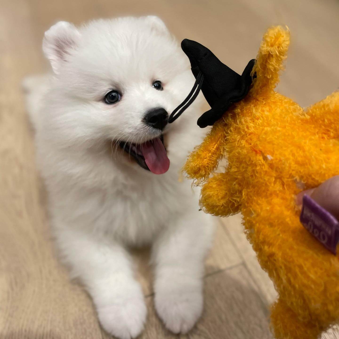 15 Adorable Photos Of Samoyed Puppies With Pure Beauty - ilovedogscute.com