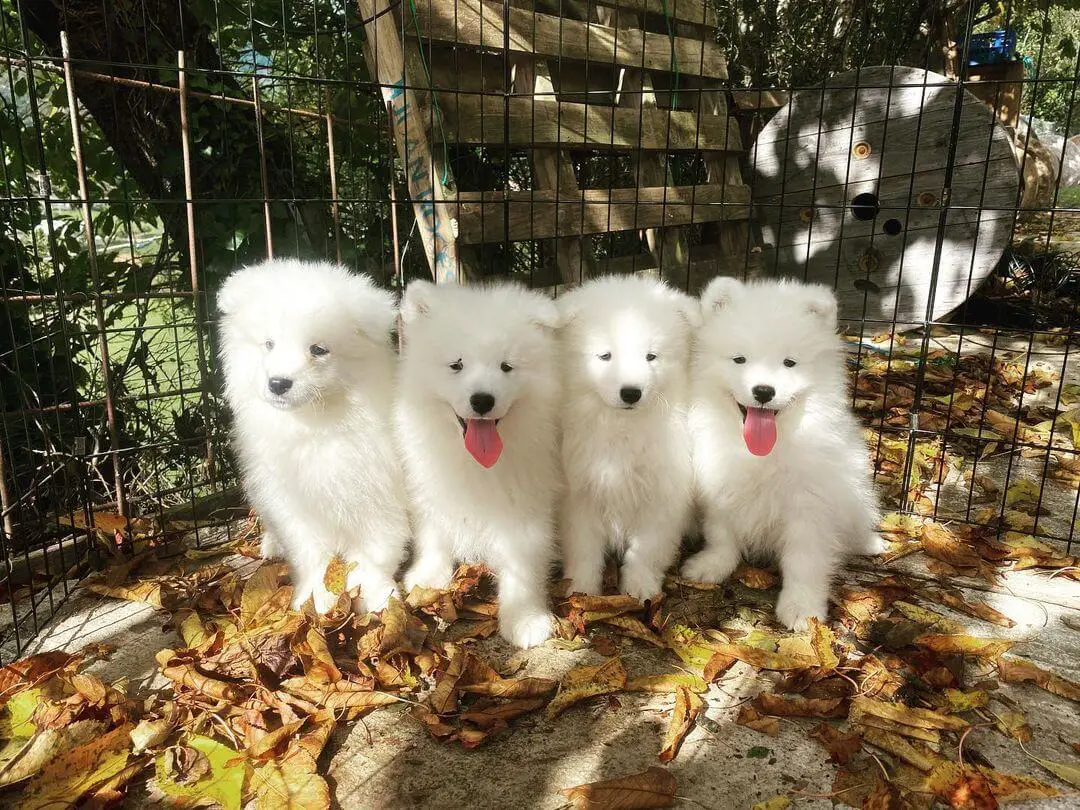 15 Adorable Photos Of Samoyed Puppies With Pure Beauty - ilovedogscute.com