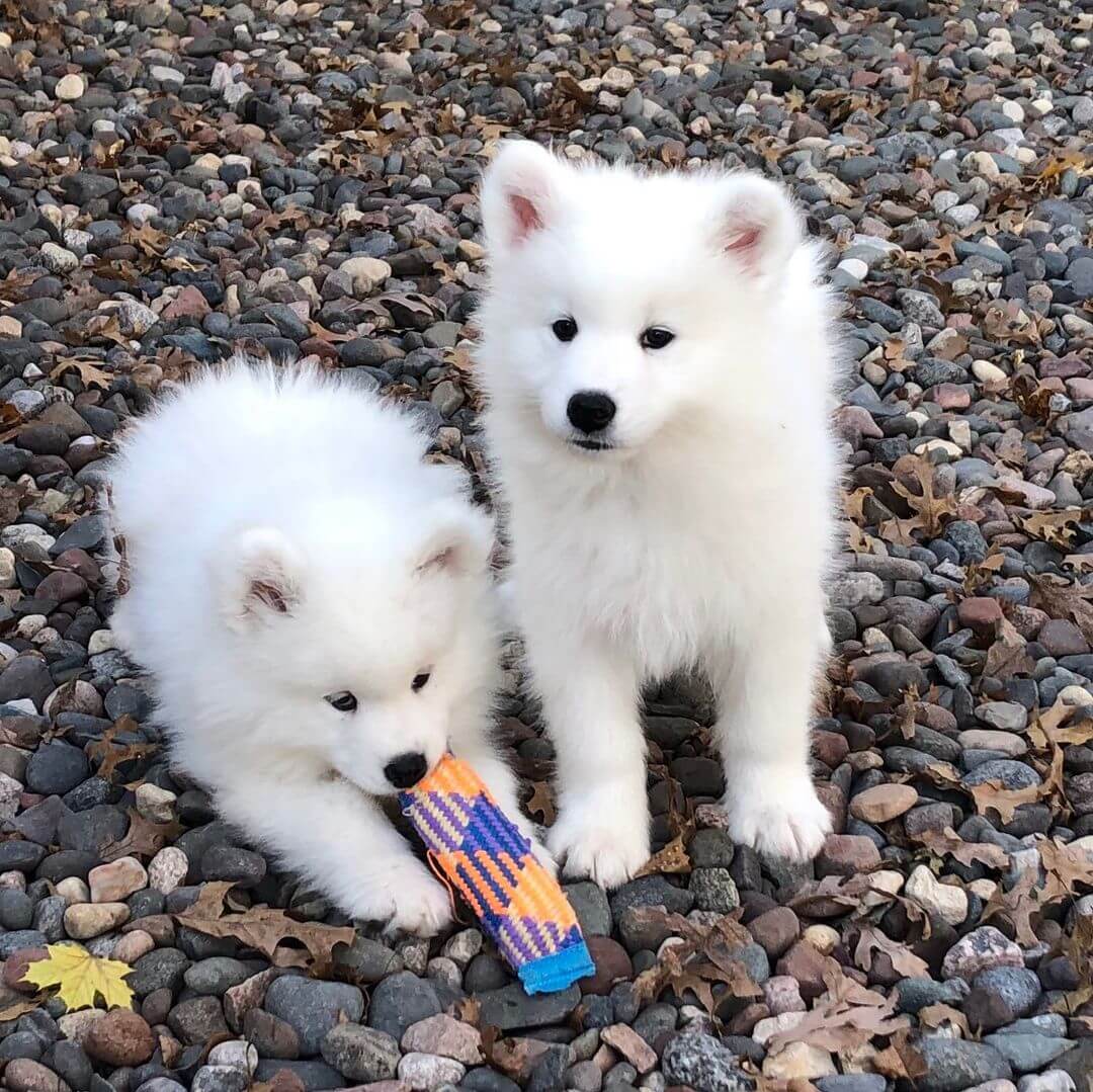 15 Adorable Photos Of Samoyed Puppies With Pure Beauty - ilovedogscute.com