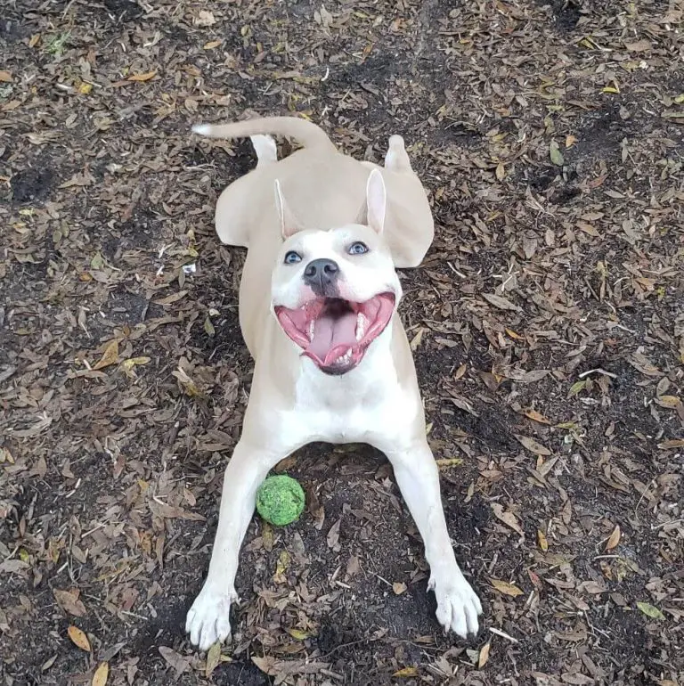 15 Adorable Pictures Of Happy Dogs In The Smile Challenge ...