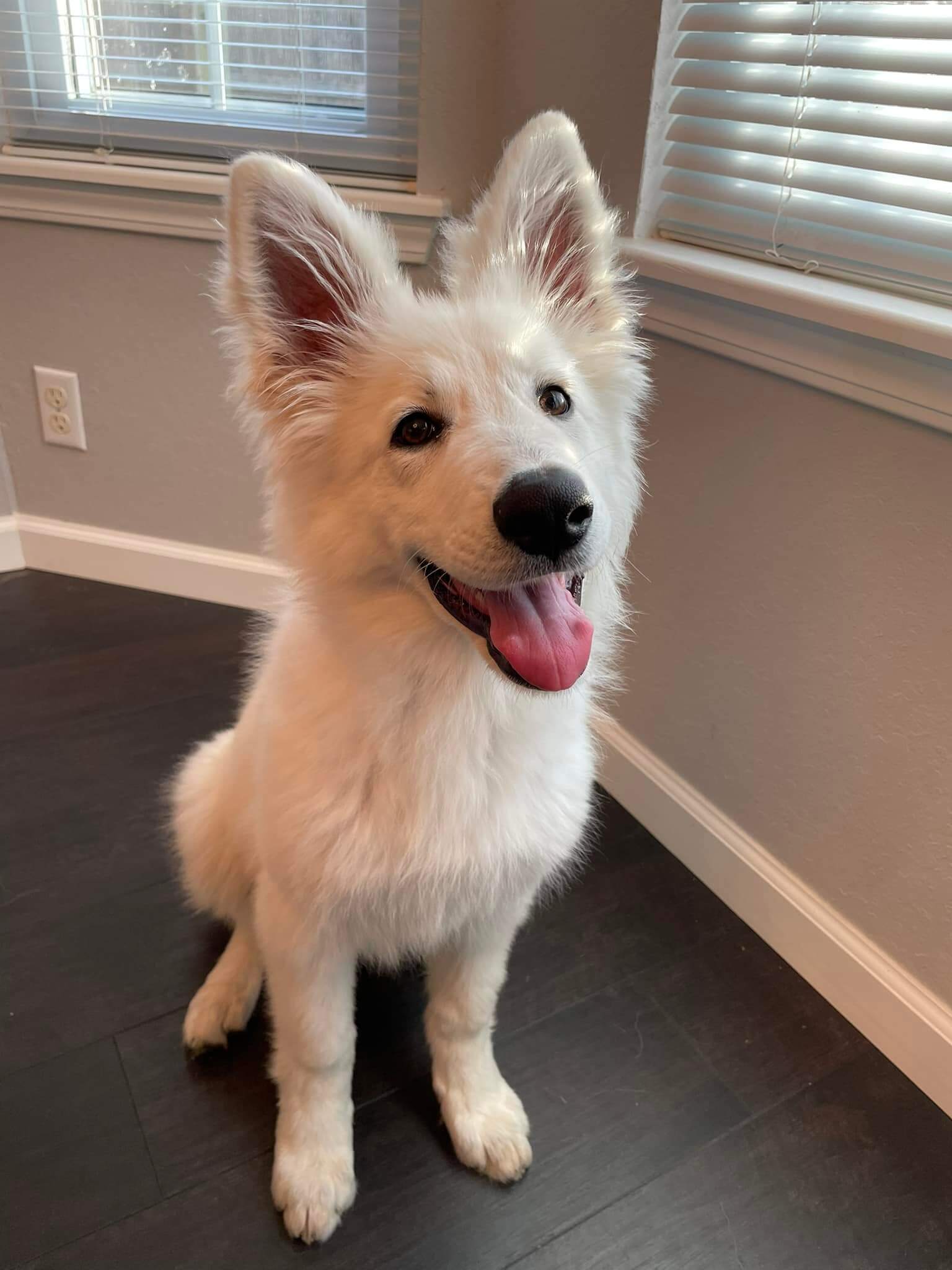 15 Adorable Pictures Of Happy Dogs In The Smile Challenge ...