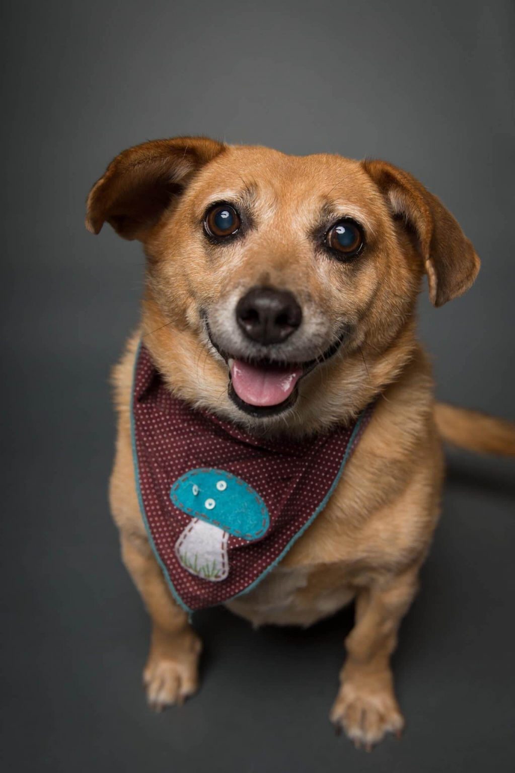 15 Adorable Pictures Of Happy Dogs In The Smile Challenge ...