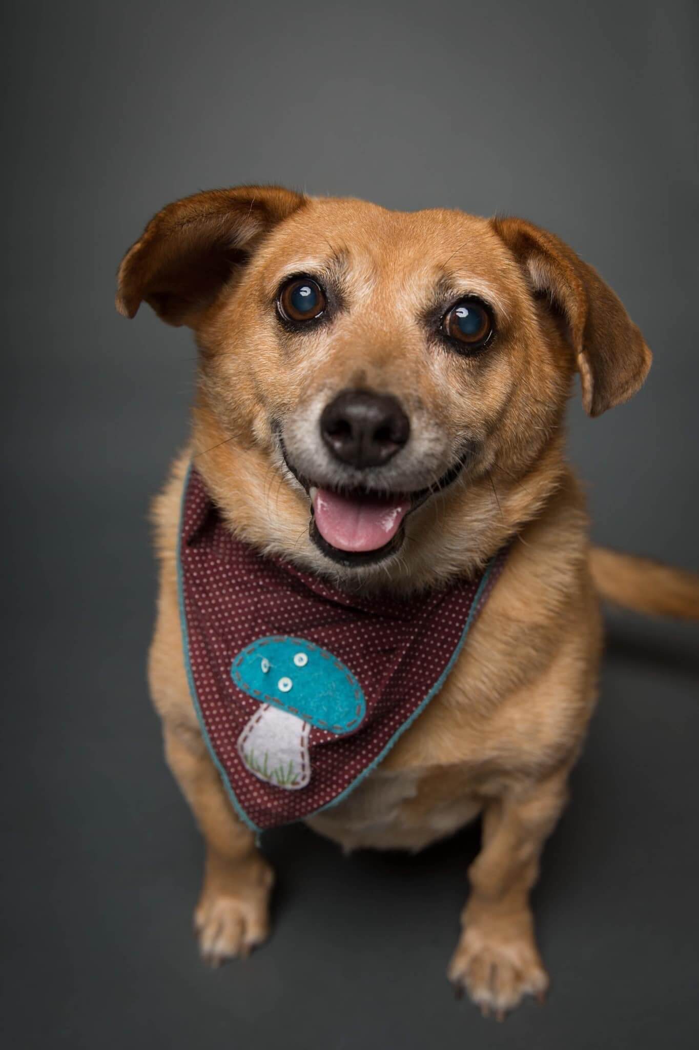 15 Adorable Pictures Of Happy Dogs In The Smile Challenge ...