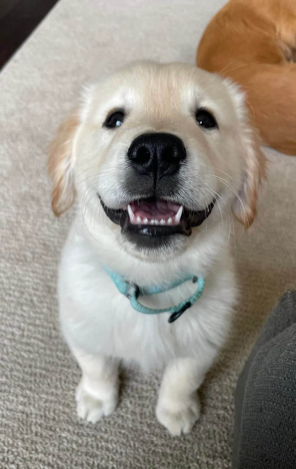 15 Adorable Pictures Of Happy Dogs In The Smile Challenge ...