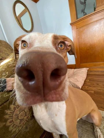 15 Hilarious Pictures Of Adorable Dogs In The Zoom Challenge ...