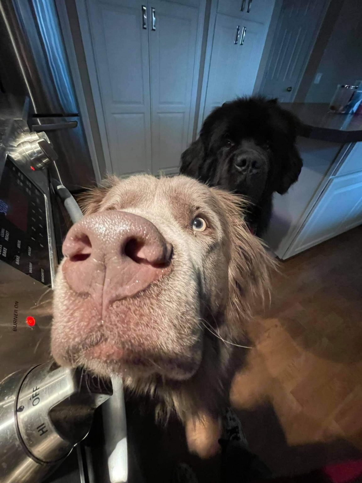 15 Hilarious Pictures Of Adorable Dogs In The Zoom Challenge ...