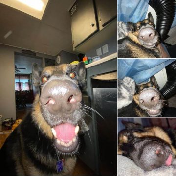 15 Hilarious Pictures Of Adorable Dogs In The Zoom Challenge ...