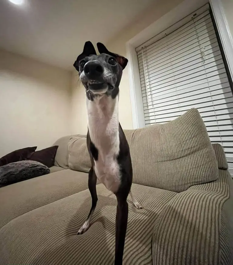 15 Hilarious Pictures Of Adorable Dogs In The Zoom Challenge ...