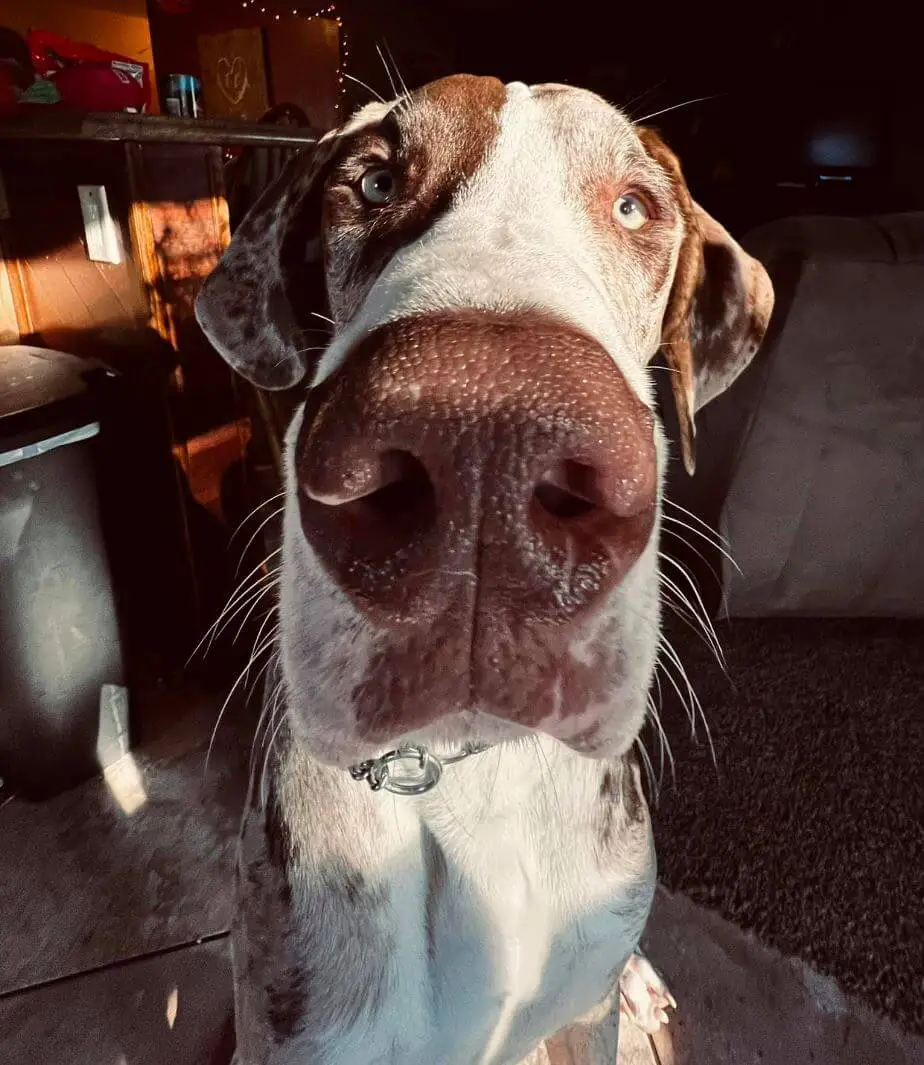 15 Hilarious Pictures Of Adorable Dogs In The Zoom Challenge ...