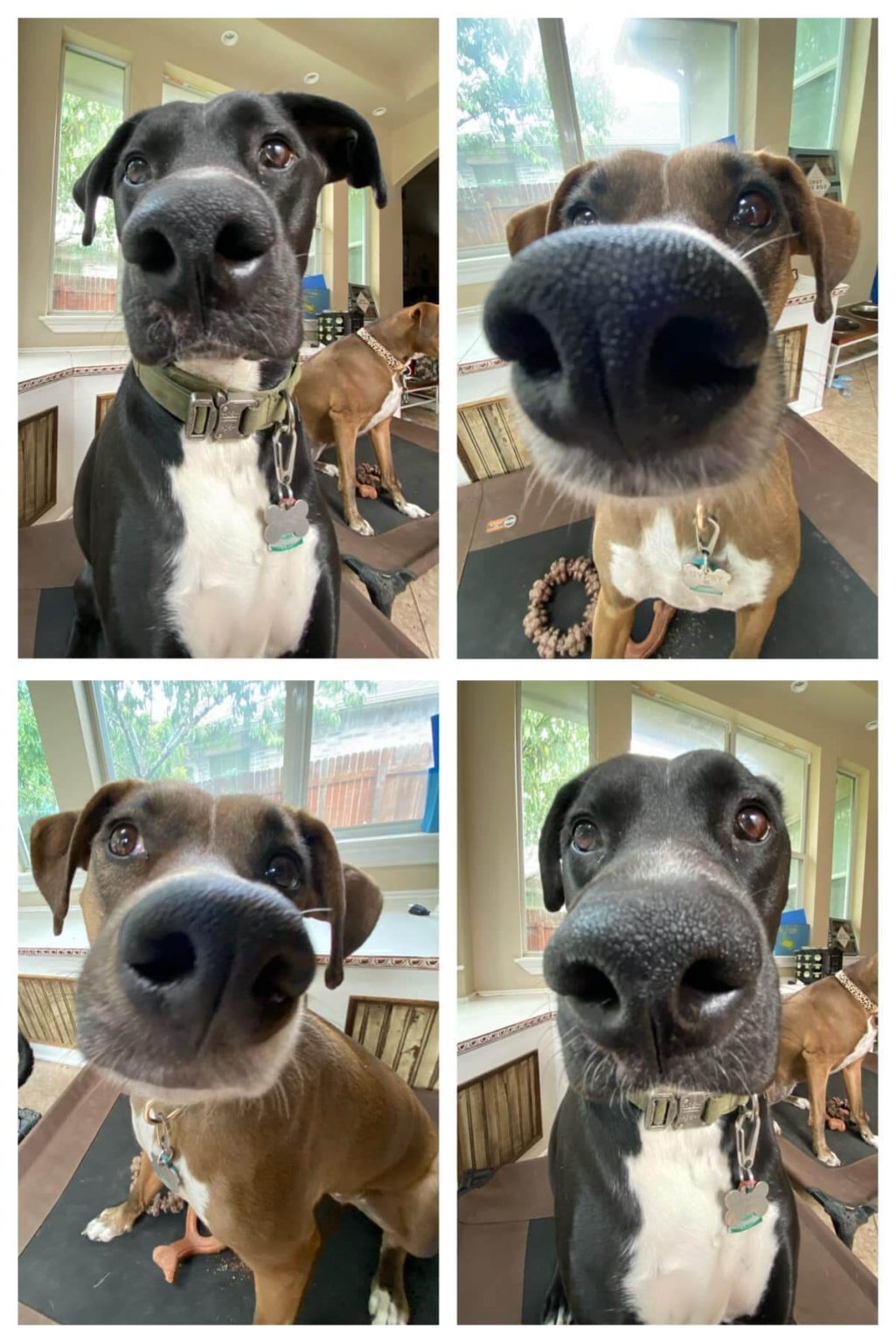 15 Hilarious Pictures Of Adorable Dogs In The Zoom Challenge ...