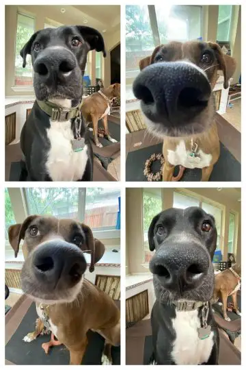 15 Hilarious Pictures Of Adorable Dogs In The Zoom Challenge ...