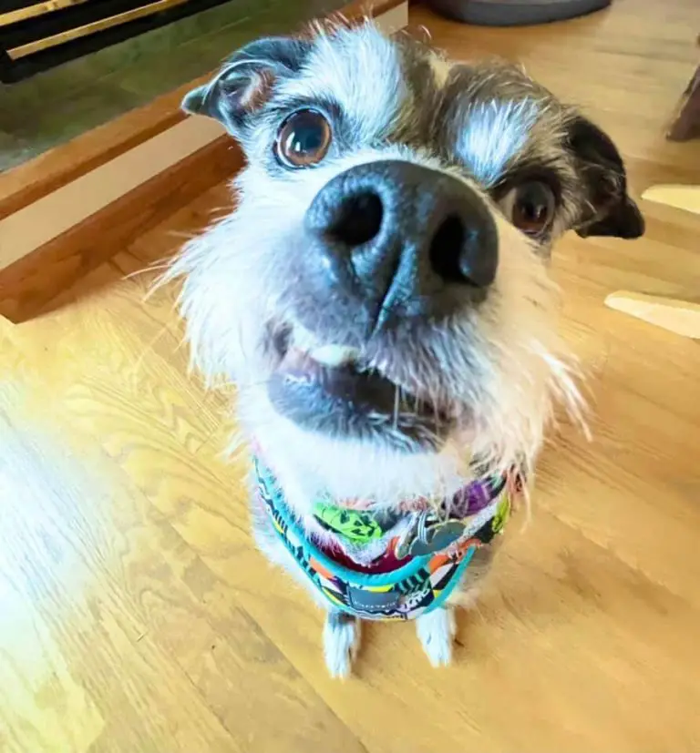 15 Hilarious Pictures Of Adorable Dogs In The Zoom Challenge ...