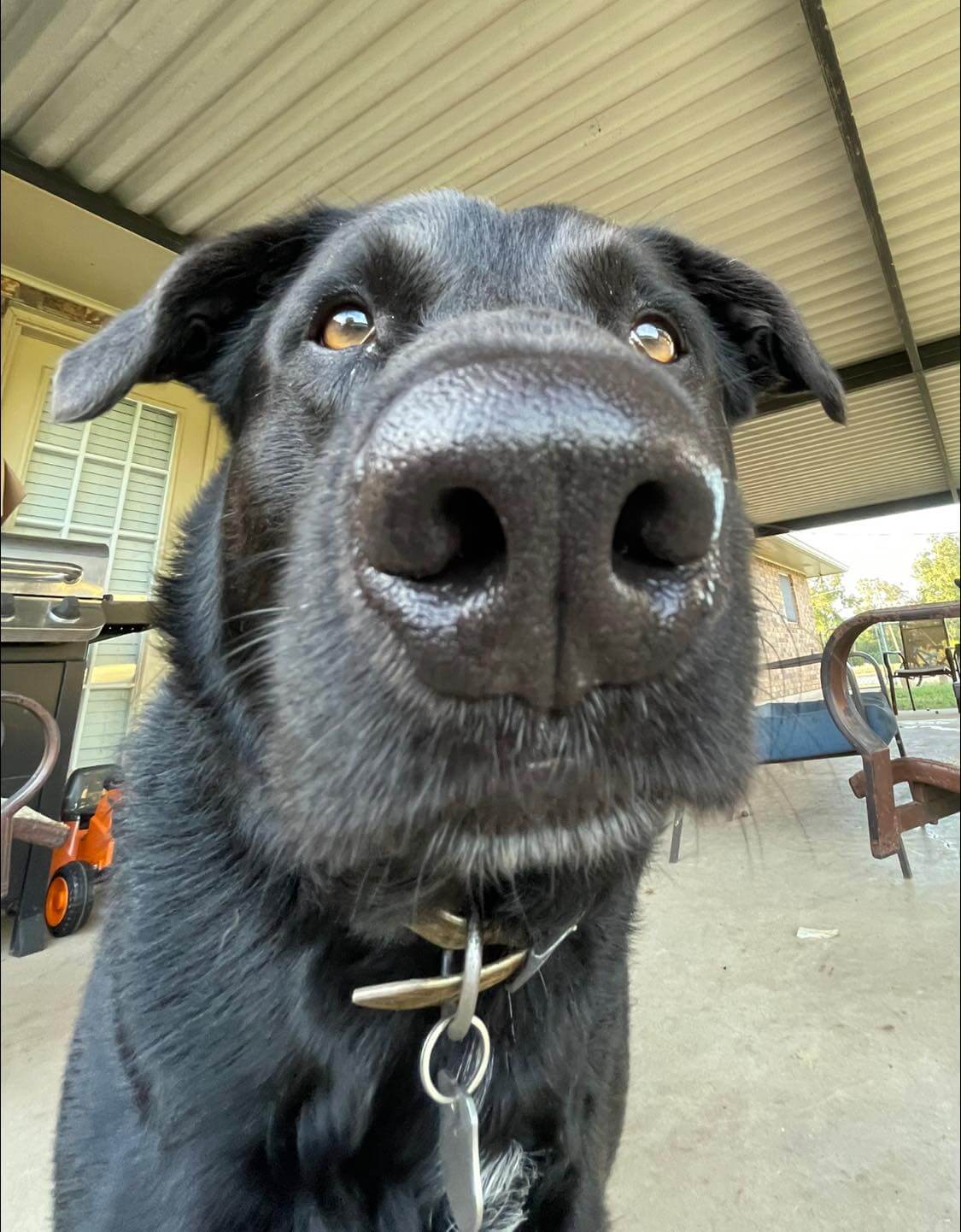 15 Hilarious Pictures Of Adorable Dogs In The Zoom Challenge ...