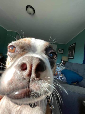 15 Hilarious Pictures Of Adorable Dogs In The Zoom Challenge ...