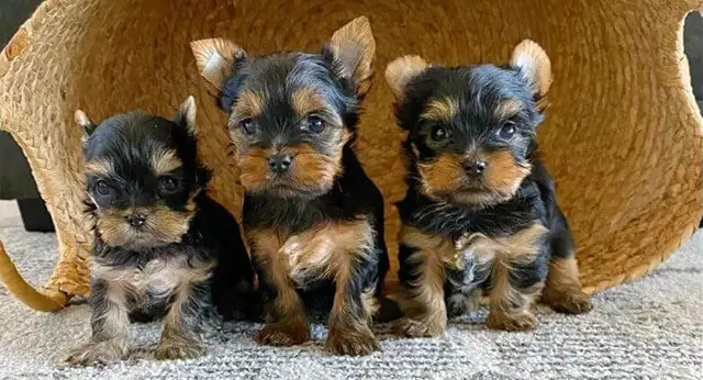 15 Adorable Photos Of Yorkshire Terrier Puppies That Will Make Everyone ...