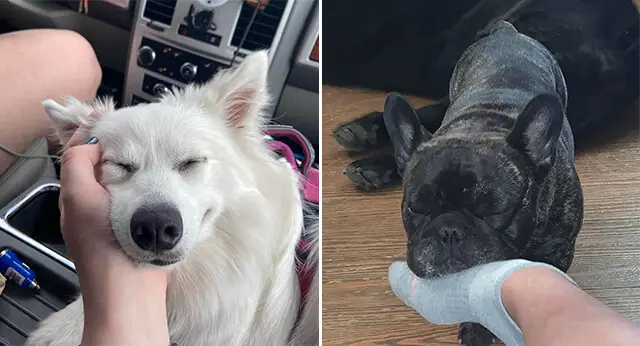 15 Adorable Pictures Of Dogs In The Sleepy Dog Challenge ...