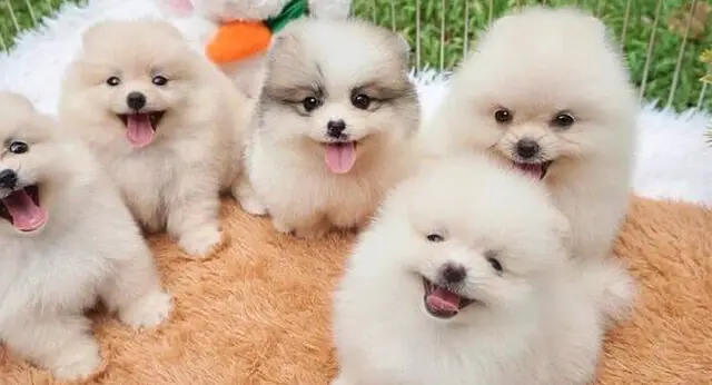 15 Photos Of Adorable Pomeranian Puppies That Make Everyone's Heart Melt - ilovedogscute.com