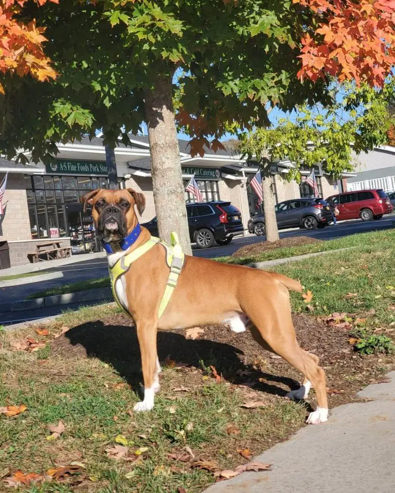 15 Best Guard Dog Breeds With Strong Protective Nature - ilovedogscute.com