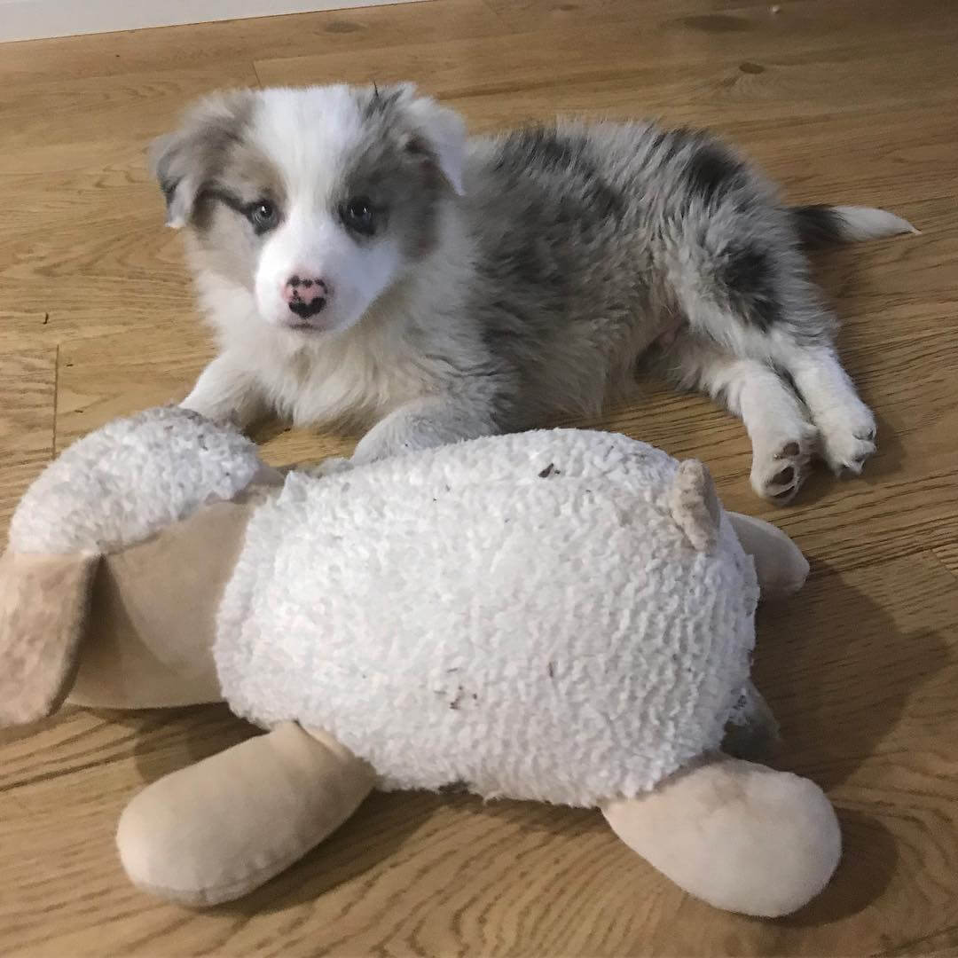 15 Adorable Photos Of Border Collie Puppies That Will Make Everyone ...
