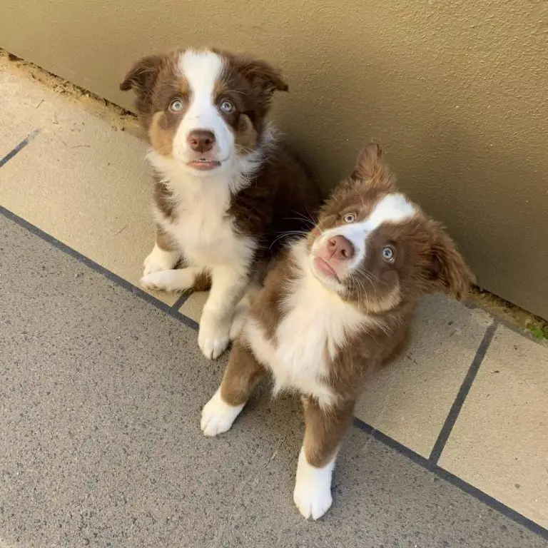 15 Adorable Photos Of Border Collie Puppies That Will Make Everyone ...